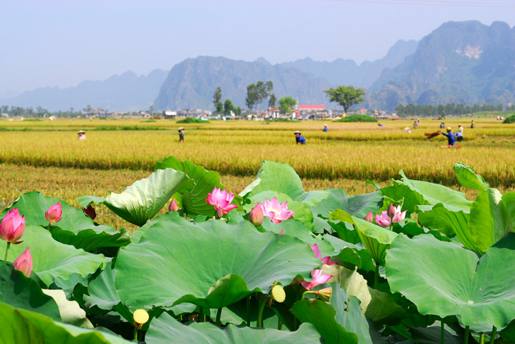 Sưu tầm ảnh phong cảnh đẹp vn với chất lượng siêu nét 4k